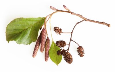 Projects - Centre for Forest Protection