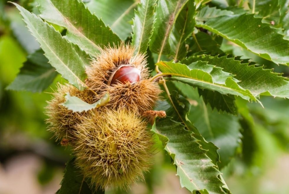 Developing biological control mechanisms for sweet chestnut blight ...