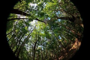 Homepage - Centre for Forest Protection