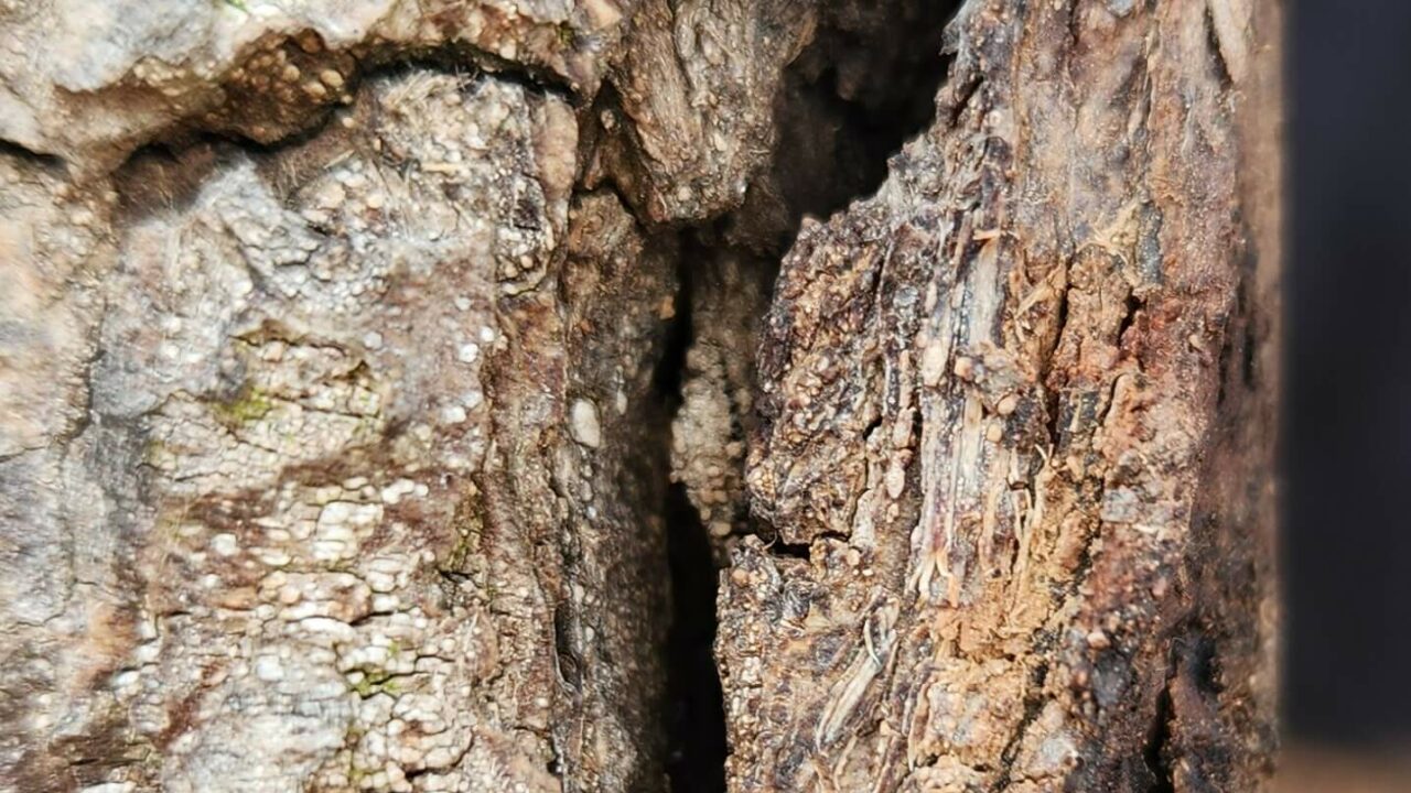 Using spatial modelling to understand environmental predisposition to ...