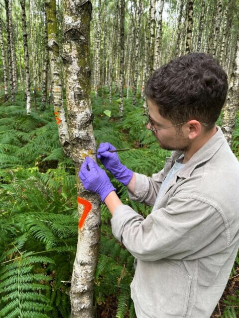 Understanding the genetic basis of silver birch adaptation to local ...