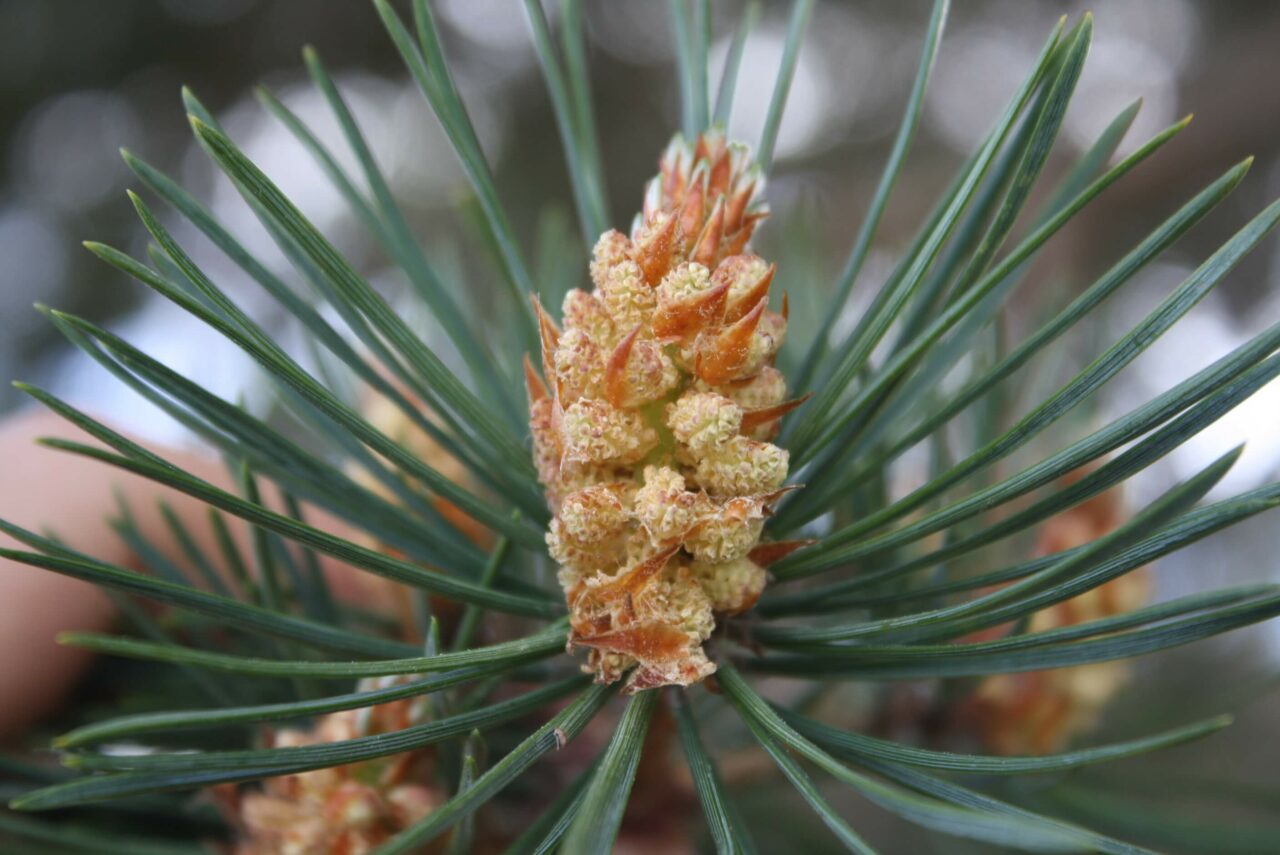 Infusing Dothistroma needle blight resilience into the Scots pine ...