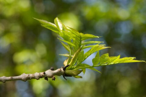 A new reference genome from a healthy ash tree - Centre for Forest ...