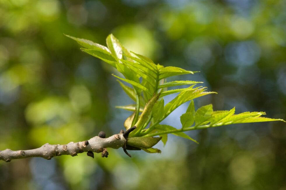 A new reference genome from a healthy ash tree - Centre for Forest ...
