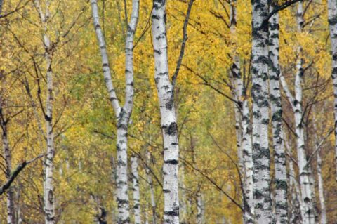 Understanding the genetic basis of silver birch adaptation to local ...