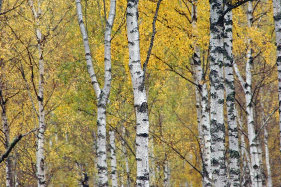 Understanding the genetic basis of silver birch adaptation to local ...