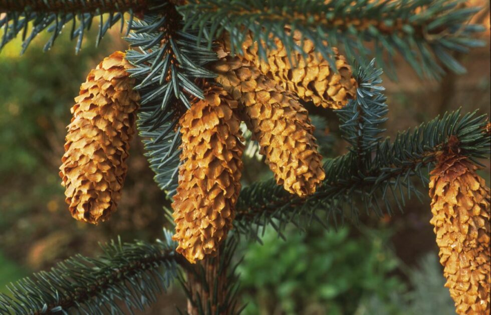 Identifying proxy measurements for drought tolerance in Sitka spruce ...