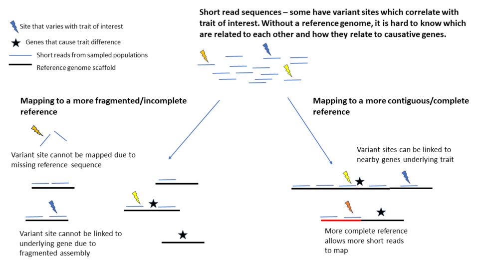 European ash: How an improved reference genome can help our research ...