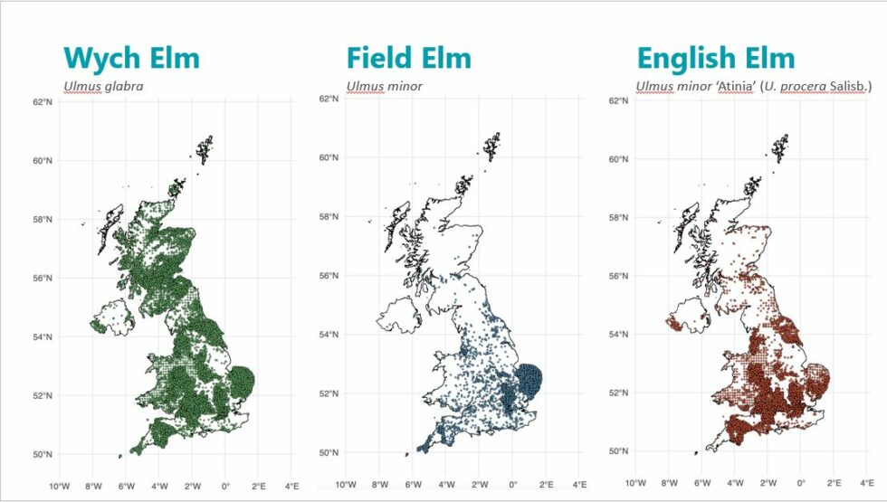 Intern Diary – Catherine on Mapping Elm - Centre for Forest Protection