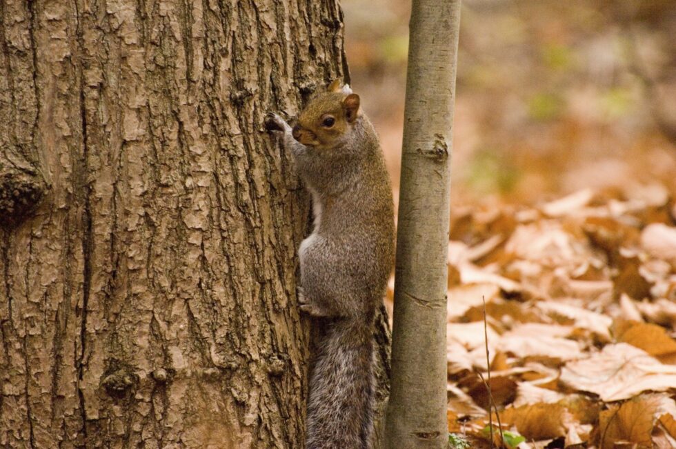 Understanding grey squirrel bark stripping - Centre for Forest Protection