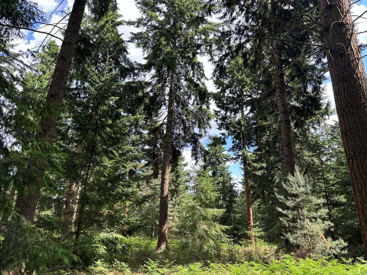 Enhancing forest resilience through stand structural complexity ...