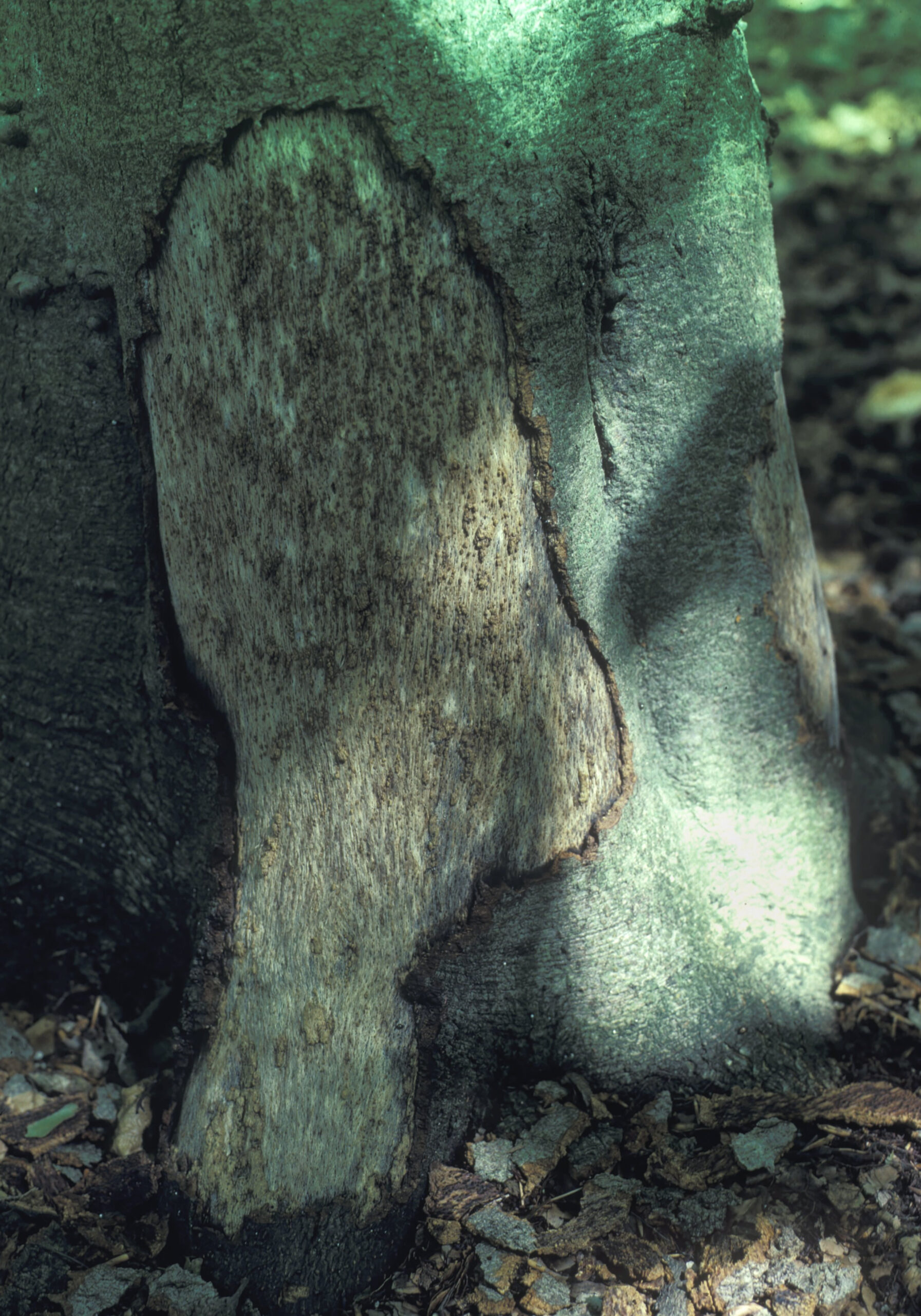 Understanding grey squirrel bark stripping - Centre for Forest Protection