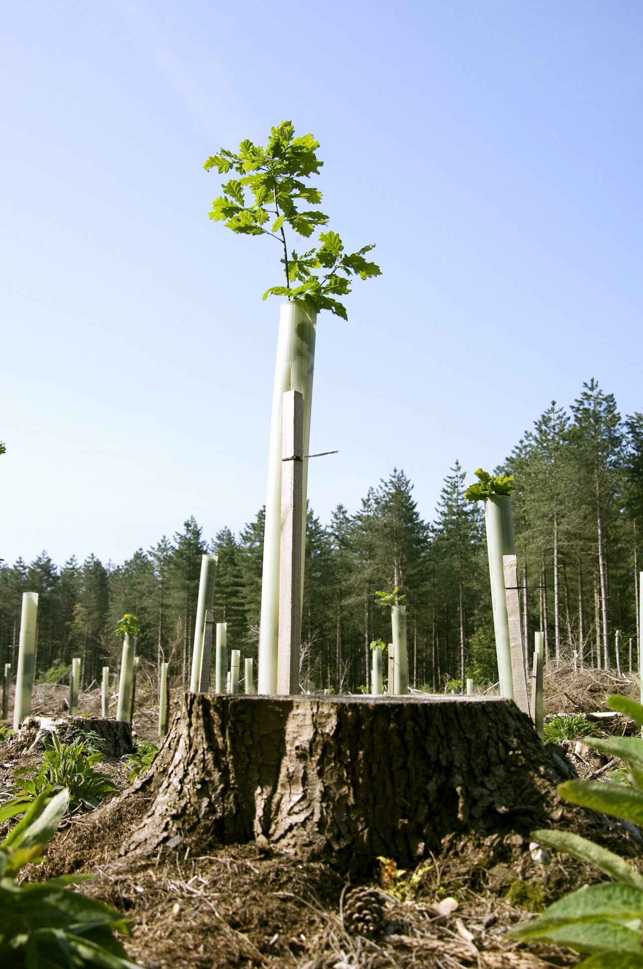 EXPLORATION: Mixed species planting for drought adaptation - Centre for ...
