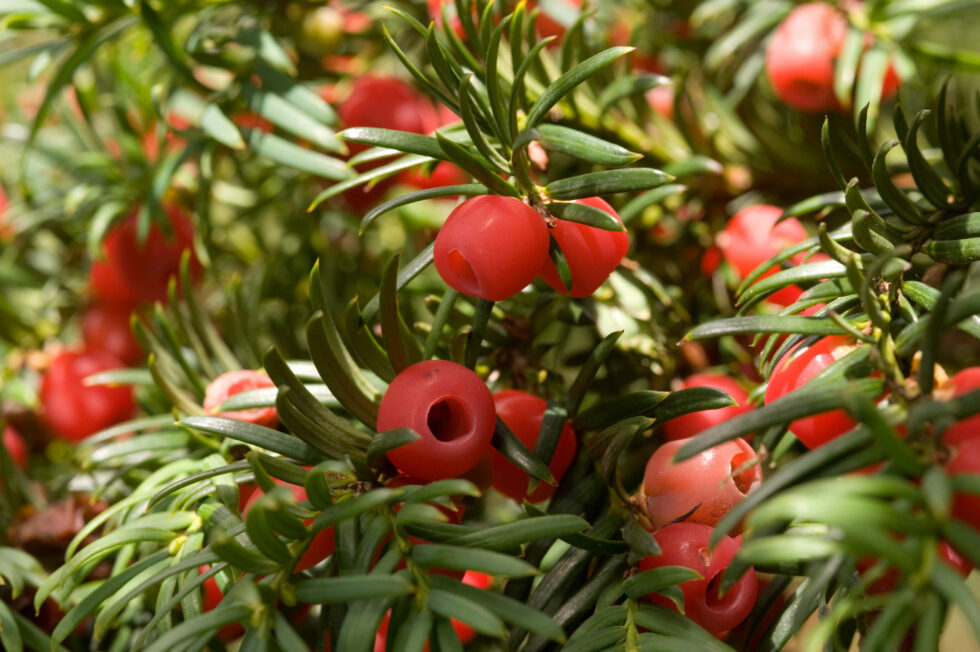 Researching complex yew decline - Centre for Forest Protection
