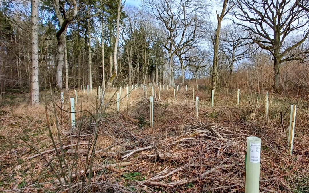 News - Centre for Forest Protection