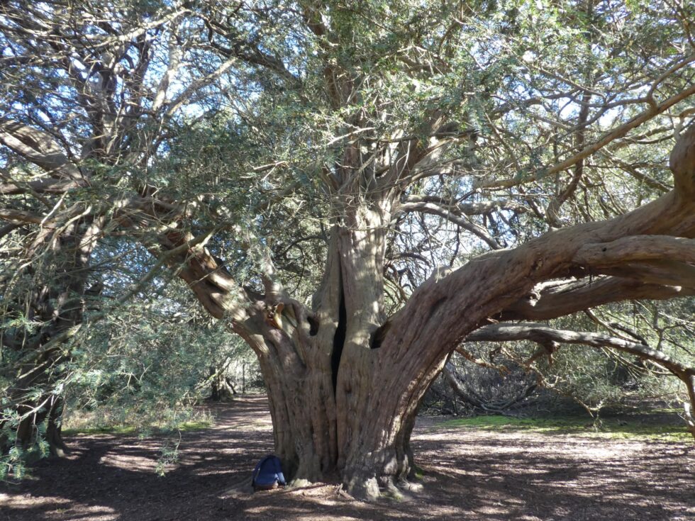Geoff Monck’s Mission to Save the Yew - Centre for Forest Protection