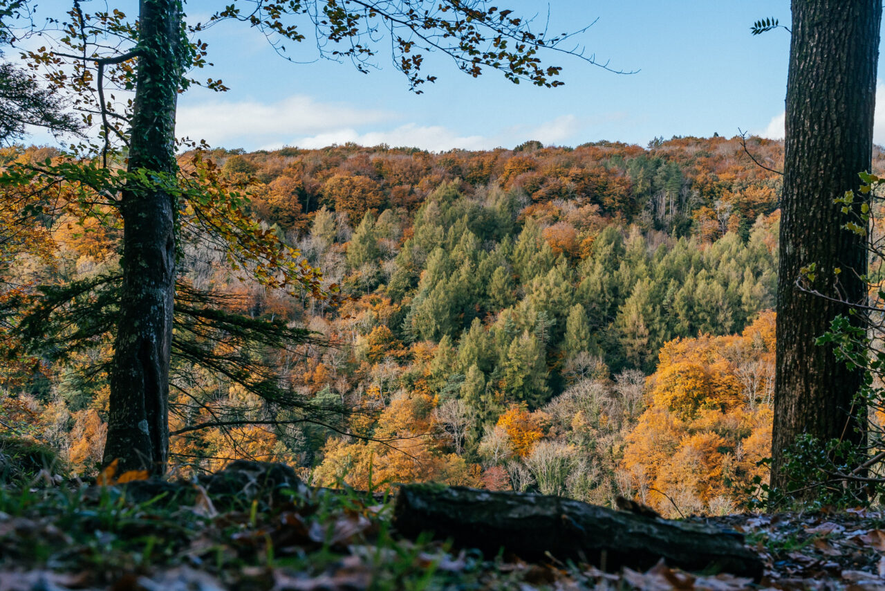 About us - Centre for Forest Protection