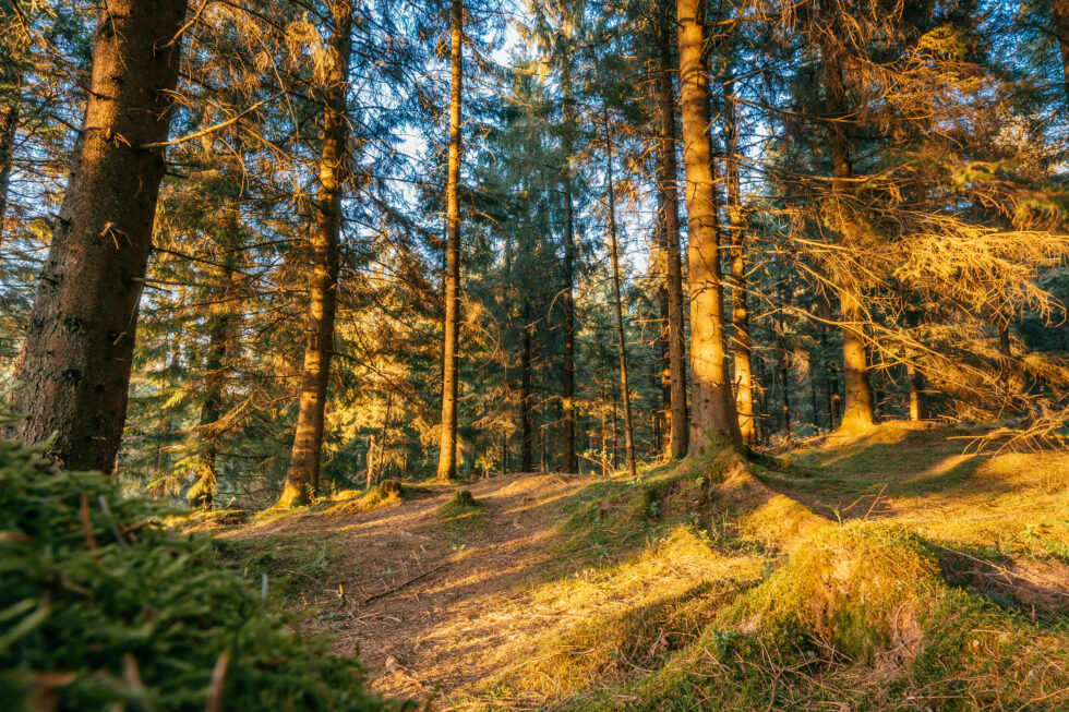 About us - Centre for Forest Protection