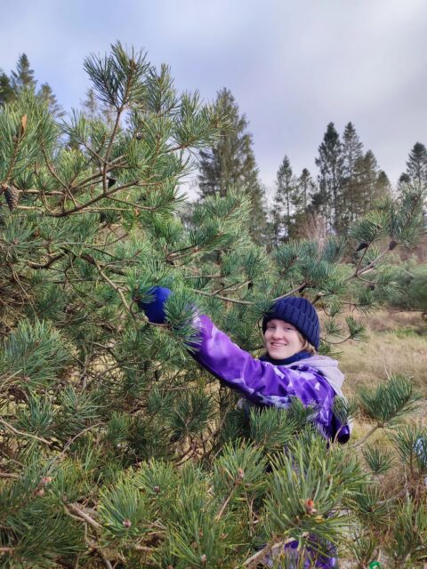 Intern diary – Jessica on restarting the Scots pine breeding programme ...